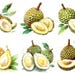 Watercolor Durian Clipart Bundle, Durian Png, Fruit Clip Art ...