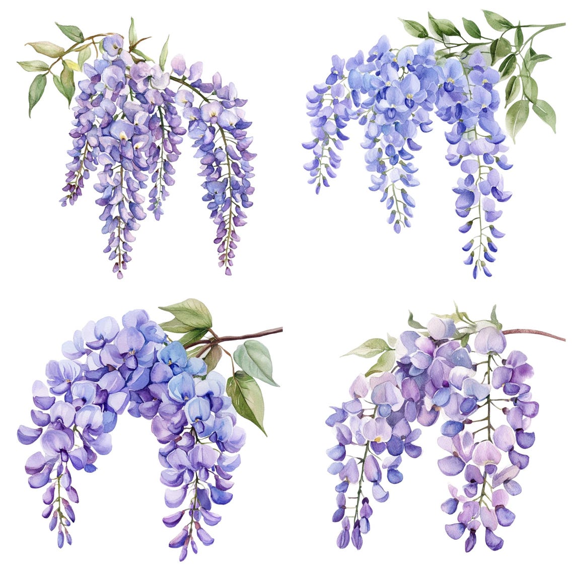 Watercolor Wisteria Flower Clipart, Png Bundle, Clip Art Illustration ...