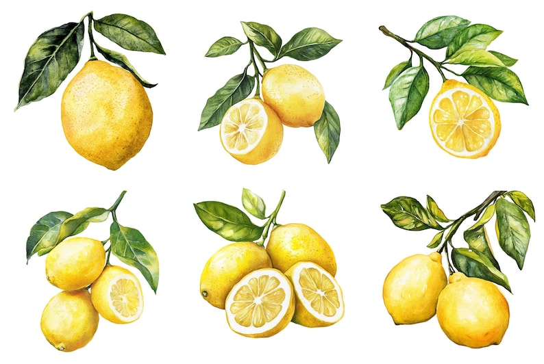 Watercolor Lemon Clipart Bundle, Lemon Png, Fruit Clip Art ...