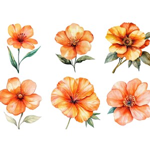 Watercolor Orange Flower Clipart Bundle, Orange Flower Png, Floral Clip ...