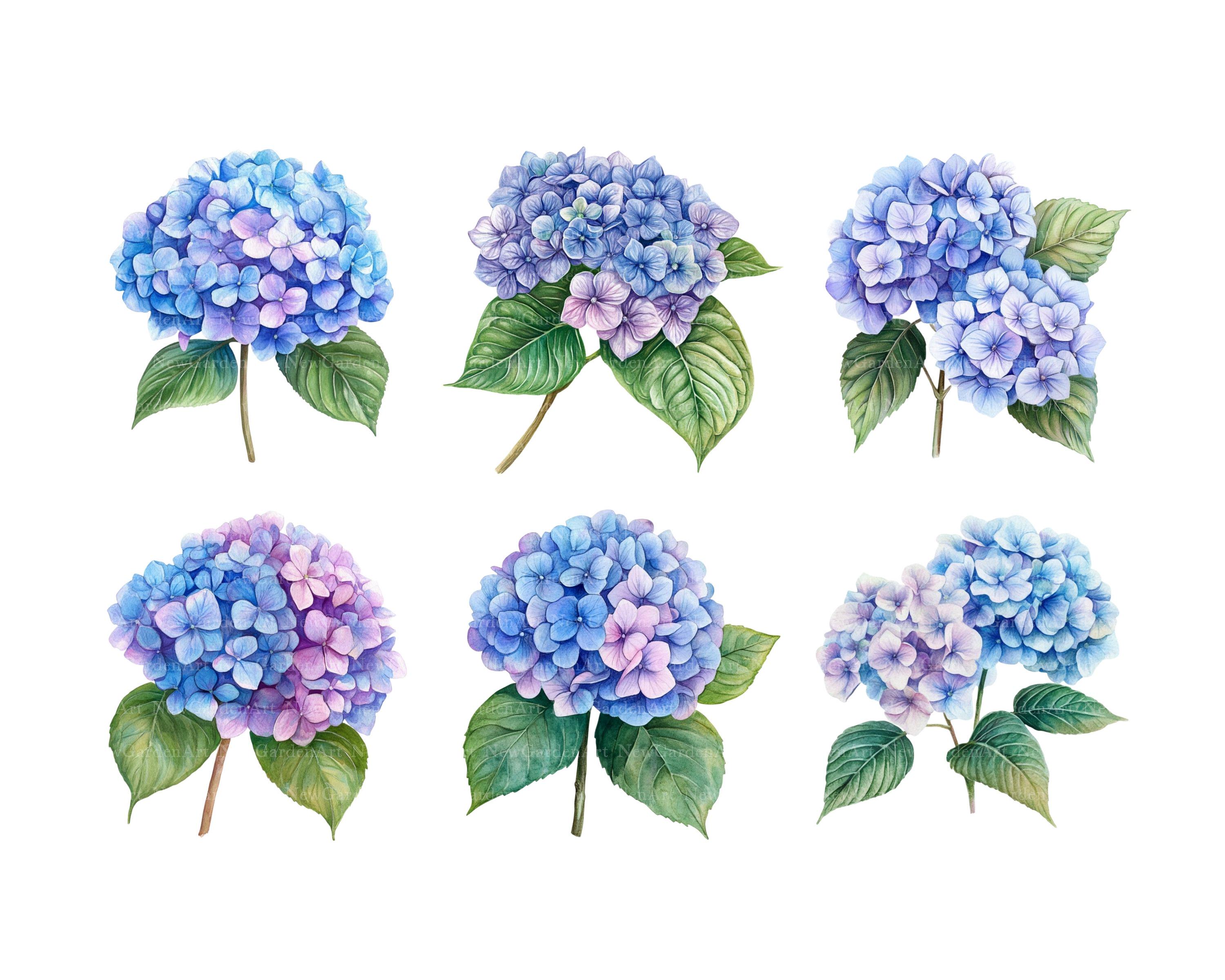 Watercolor Hydrangea Clipart Bundle, Hydrangea Png, Flower Clip Art ...