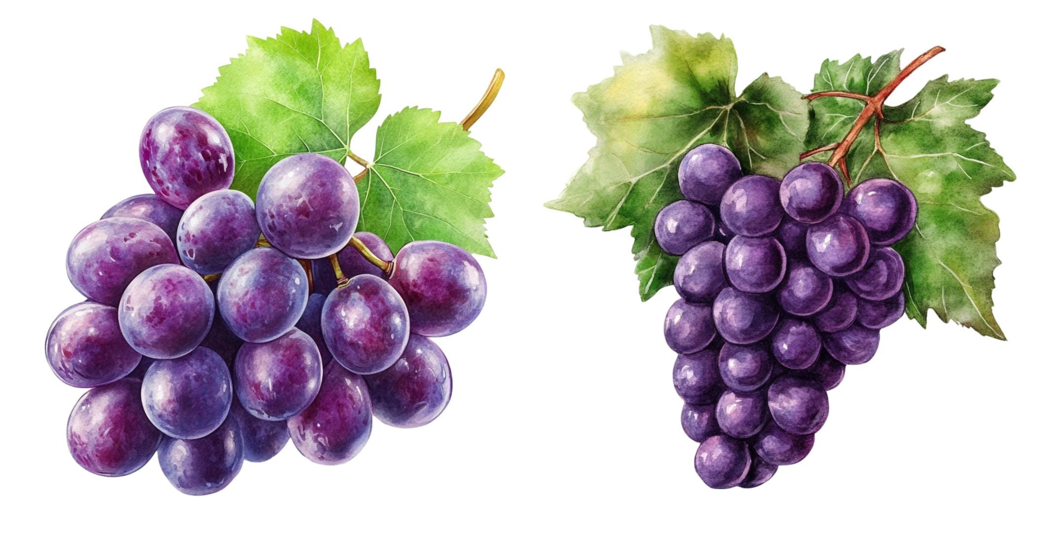 Watercolor Grape Clipart, Png Bundle, Fruit Clip Art, Illustration ...