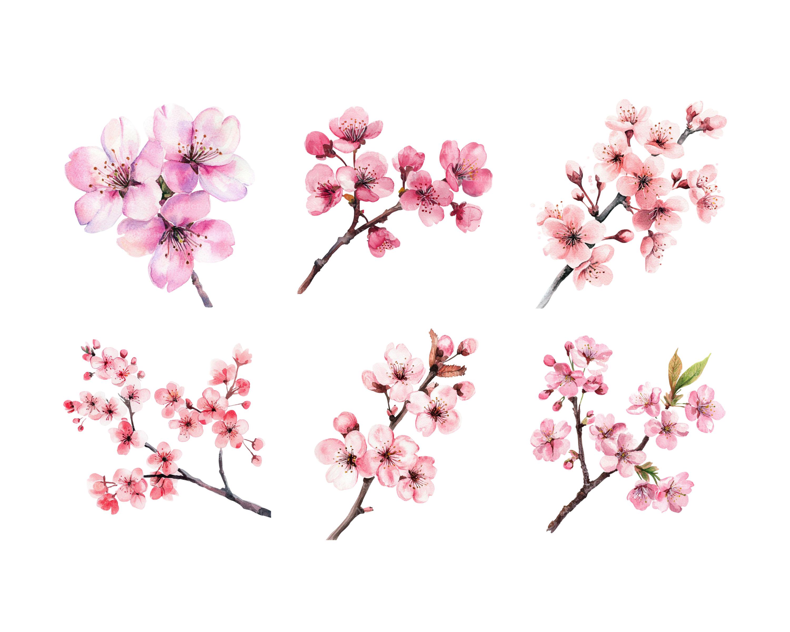Watercolor Cherry Blossom Clipart Bundle, Cherry Blossom Png, Flower ...