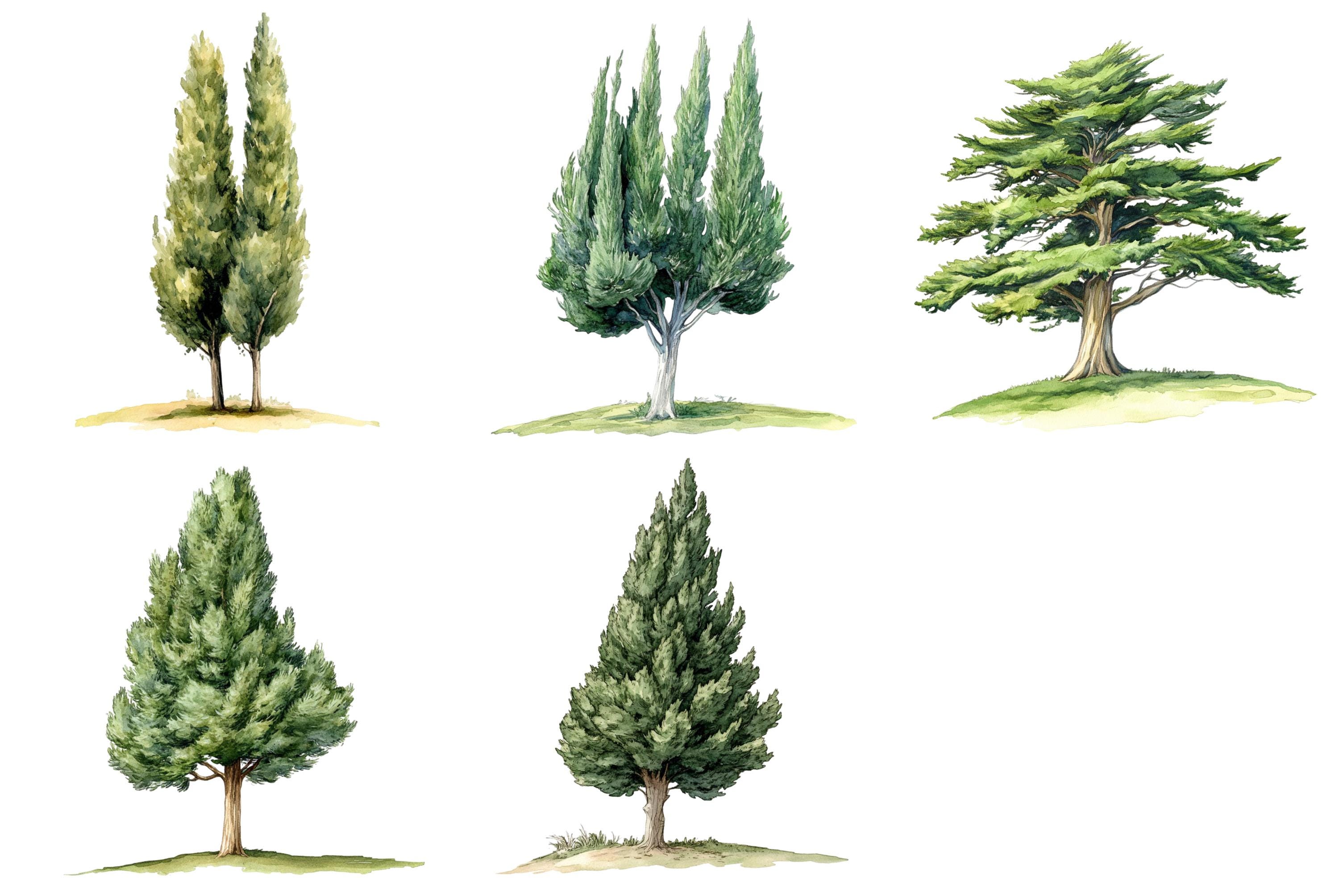 Watercolor Cypress Tree Clipart Bundle, Cypress Tree Png, Cypress Clip ...