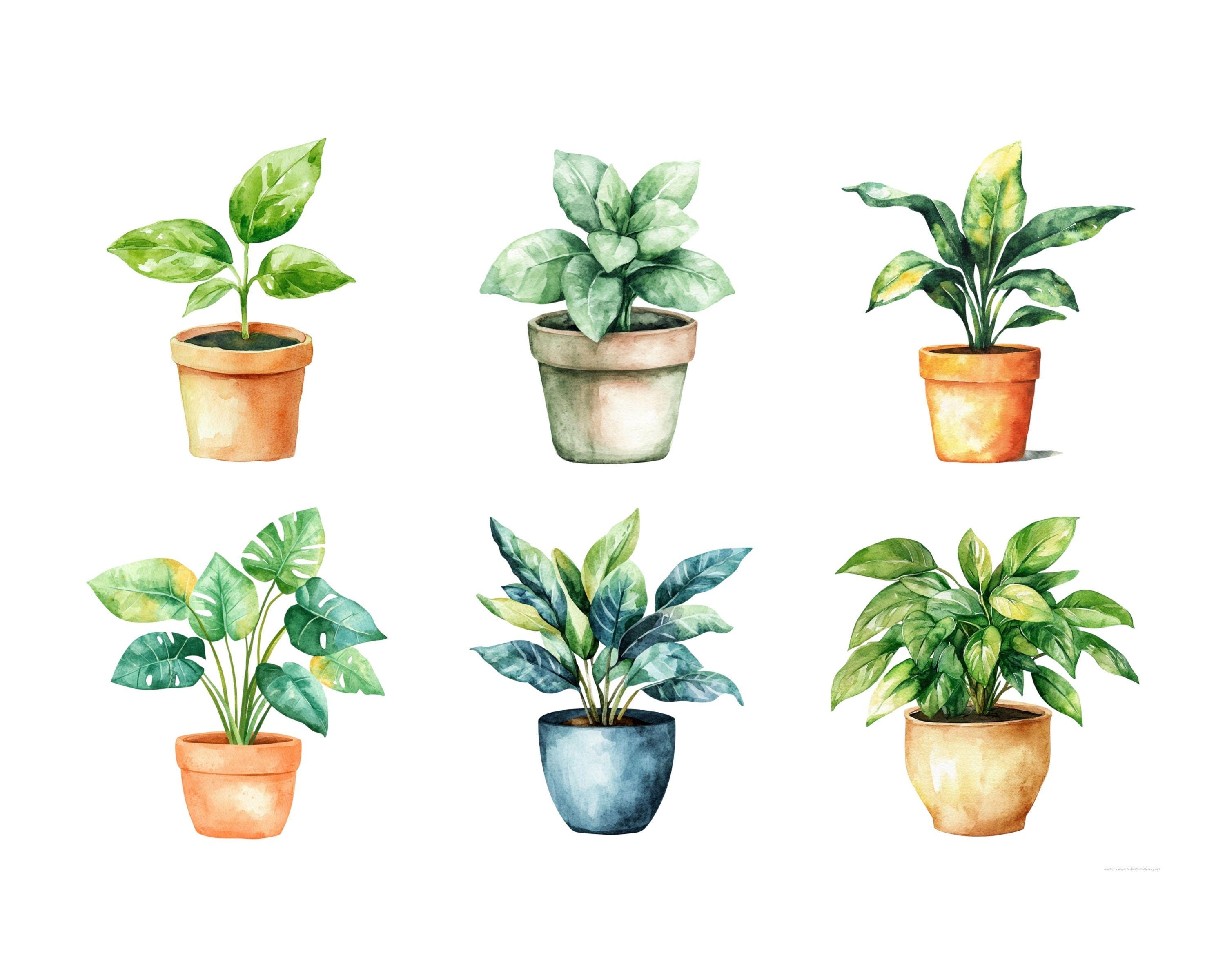 Watercolor Potted Plant Clipart Bundle, Potted Plant Png, Houseplant ...