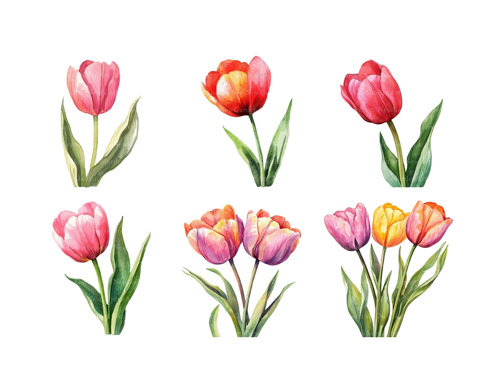 Watercolor Tulip Clipart Bundle, Tulip Png, Flower Clip Art, Floral ...