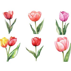 Watercolor Tulip Clipart Bundle, Tulip Png, Flower Clip Art, Floral ...