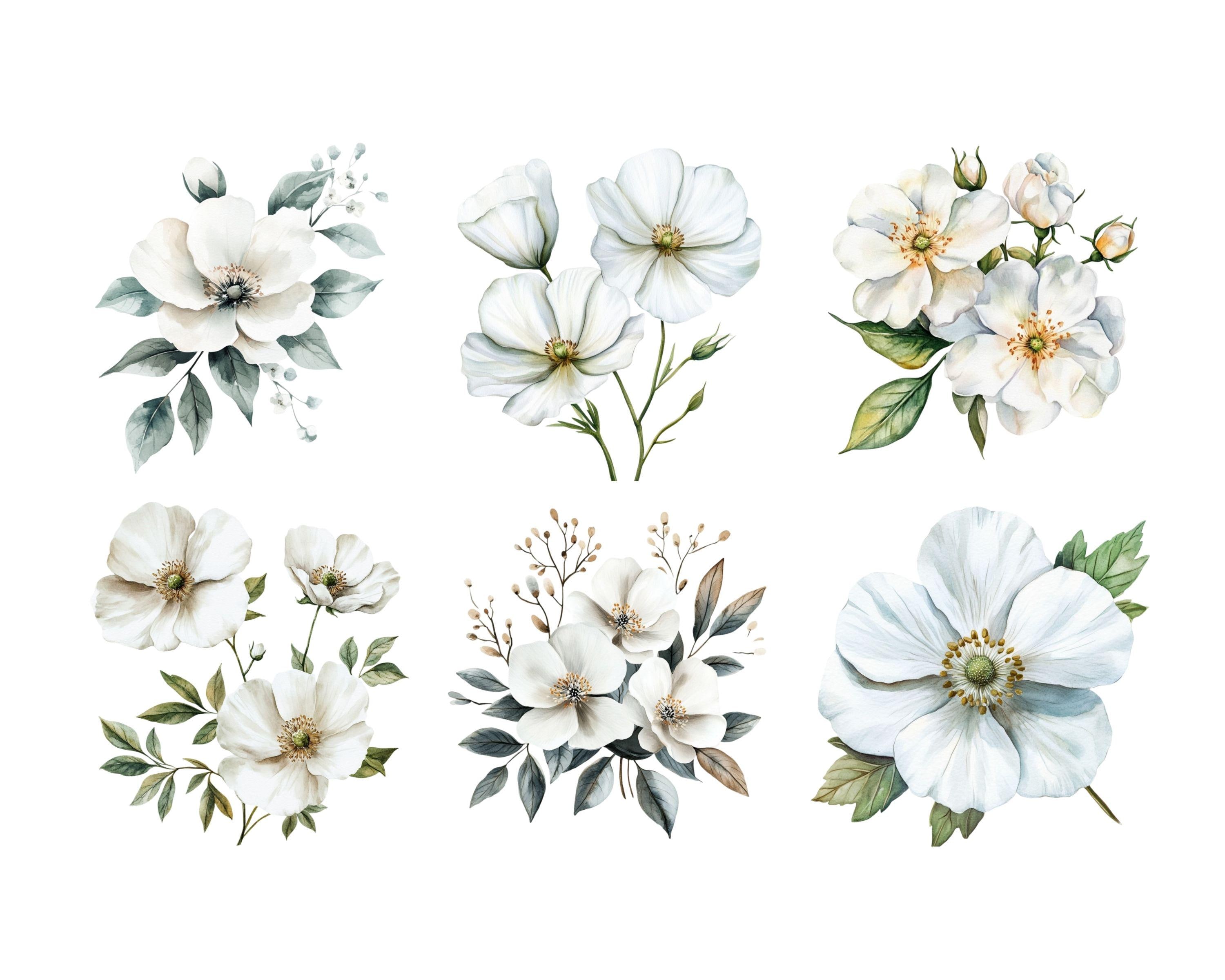 Watercolor White Flower Clipart Bundle, White Flower Png, Floral Clip ...