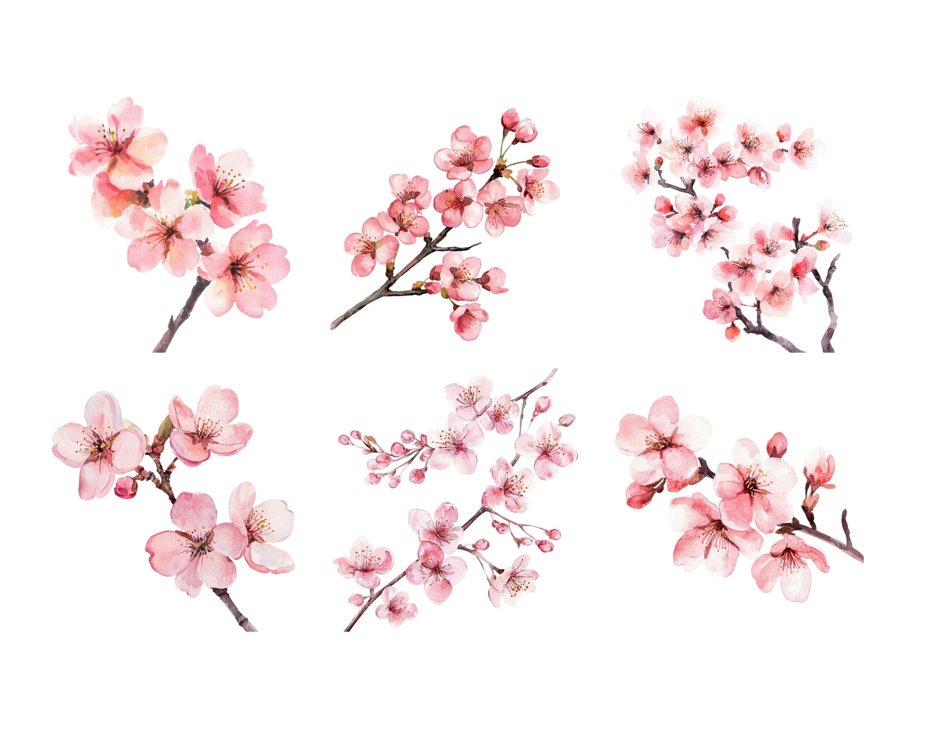 Watercolor Cherry Blossom Clipart Bundle, Cherry Blossom Png, Flower ...
