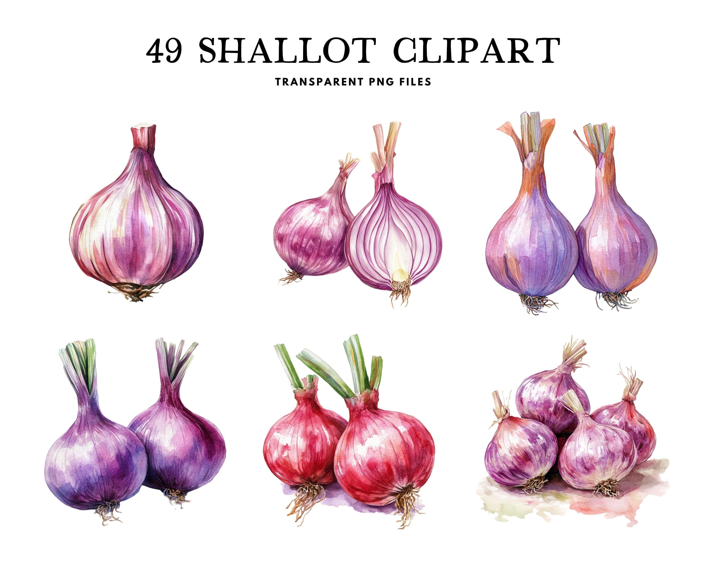 Watercolor Shallot Clipart, Shallot Png Bundle, Vegetable Clip Art ...