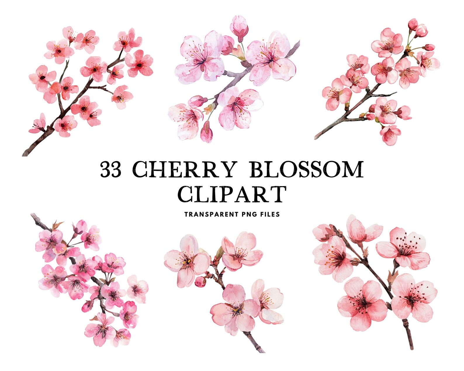 Watercolor Cherry Blossom Clipart Bundle, Cherry Blossom Png, Flower ...