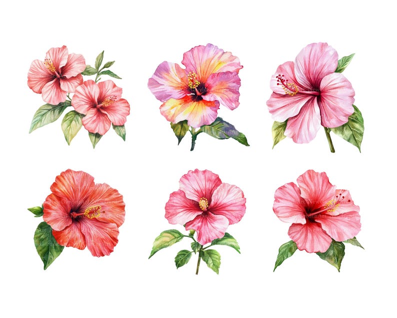 Watercolor Hibiscus Clipart Bundle, Hibiscus Png, Flower Clip Art ...