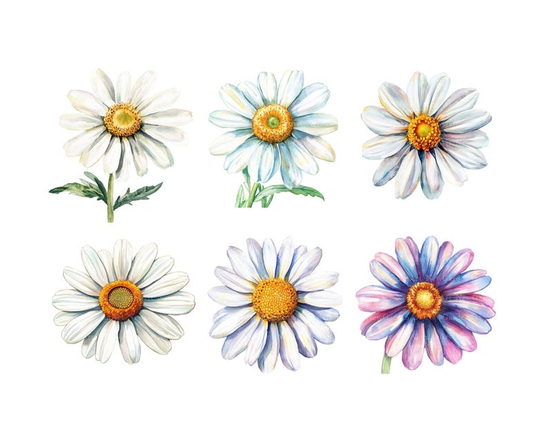 Watercolor Daisy Clipart Bundle, Daisy Png, Flower Clip Art, Floral ...