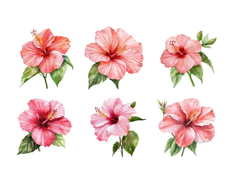 Watercolor Hibiscus Clipart Bundle, Hibiscus Png, Flower Clip Art ...