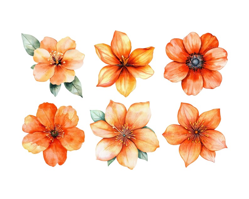 Watercolor Orange Flower Clipart Bundle, Orange Flower Png, Floral Clip ...