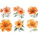 Watercolor Orange Flower Clipart Bundle, Orange Flower Png, Floral Clip ...
