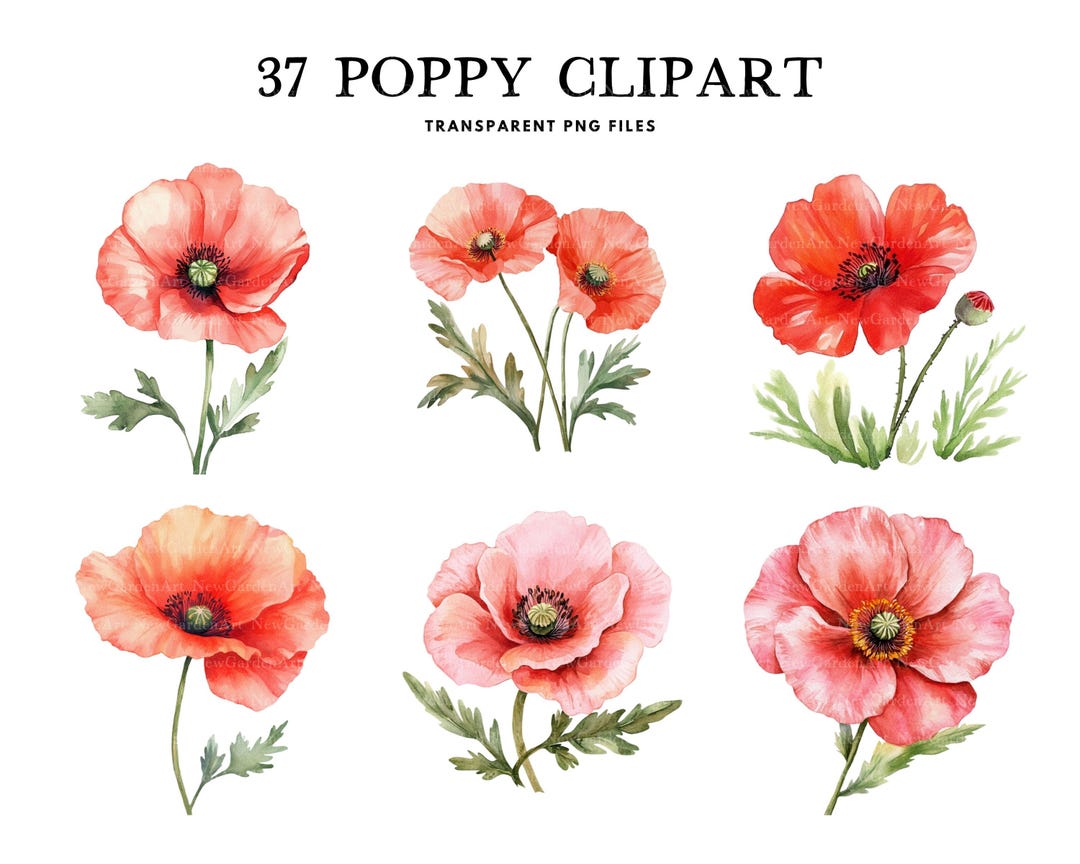 Watercolor Poppy Clipart Bundle, Poppy Png, Flower Clip Art, Floral ...