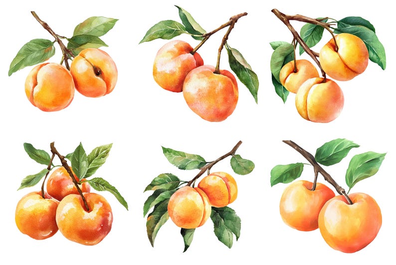 Watercolor Apricot Clipart, Apricot Png Bundle, Fruit Clip Art ...