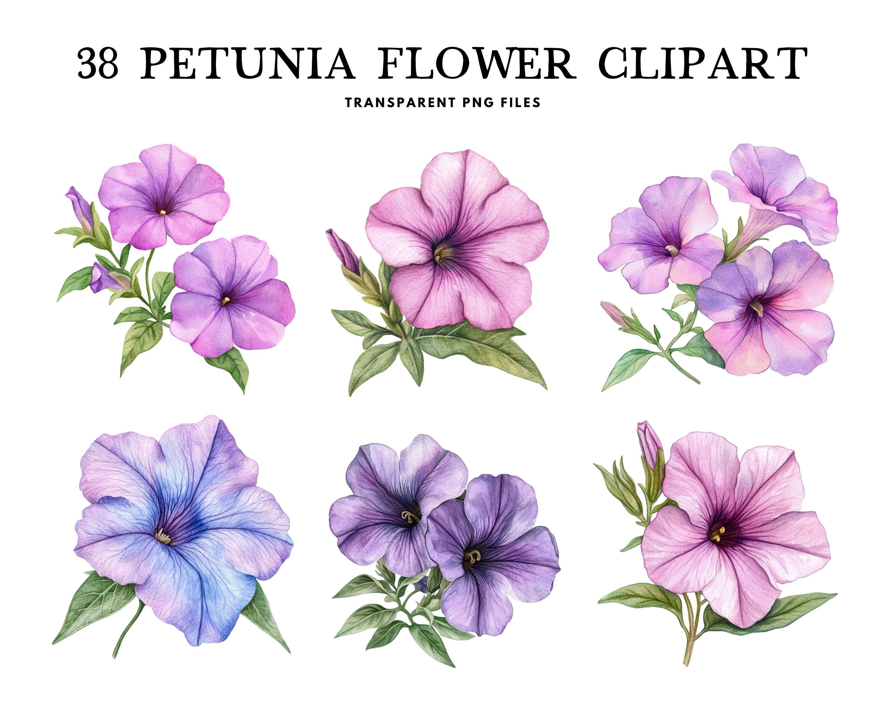 Watercolor Petunia Flower Clipart, Png Bundle, Clip Art, Illustration ...