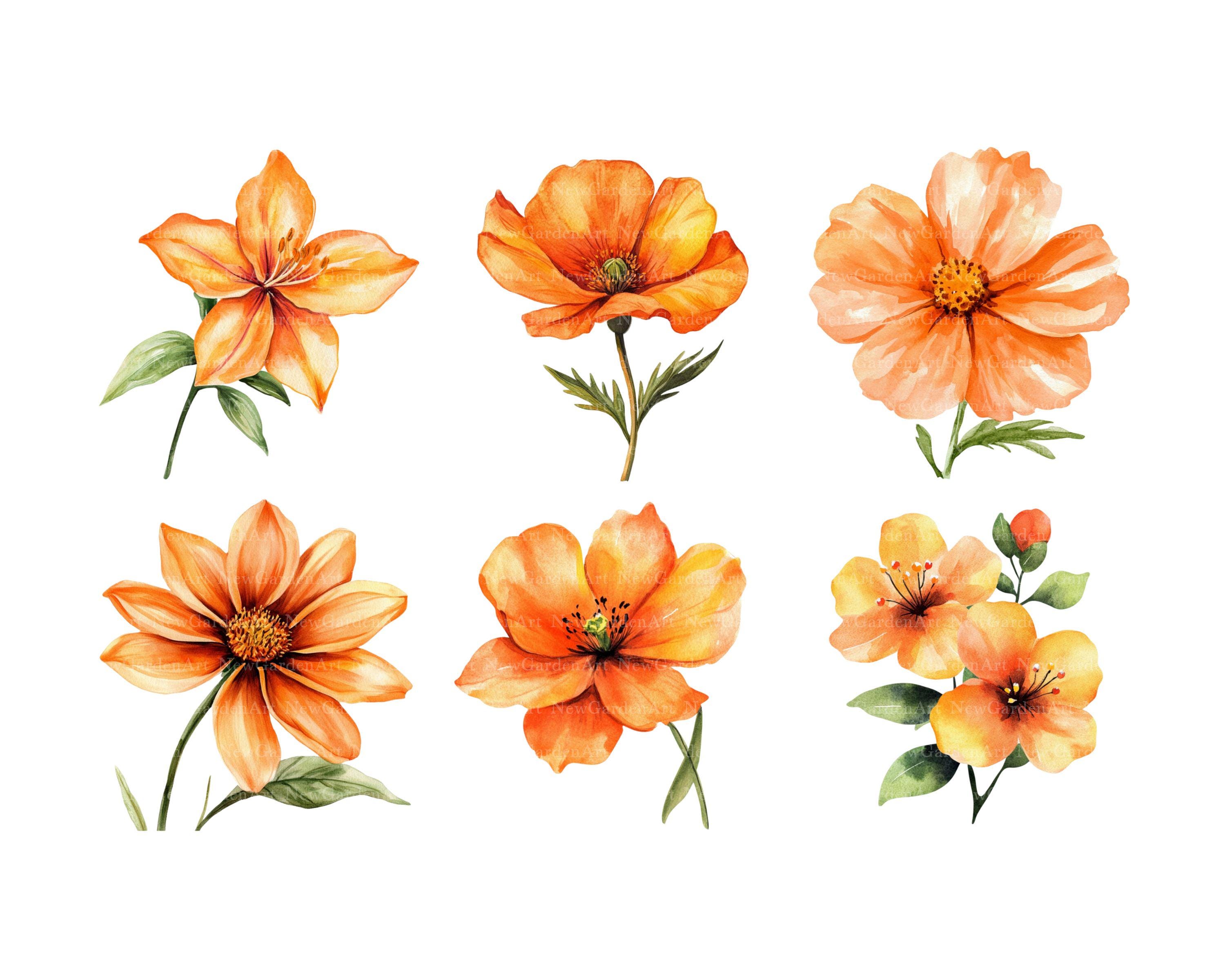 Watercolor Orange Flower Clipart Bundle, Orange Flower Png, Floral Clip ...