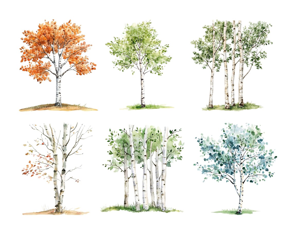 Watercolor Birch Tree Clipart, Birch Tree Png, Birch Tree Clip Art ...