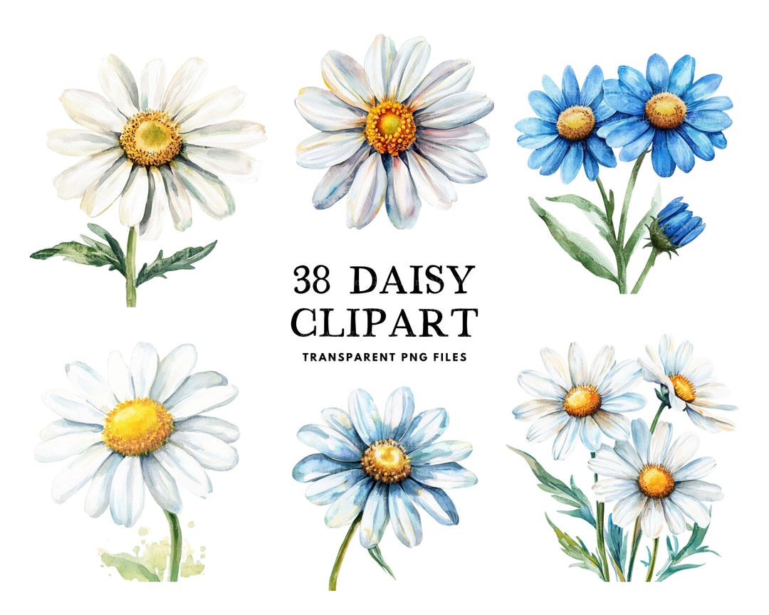 Watercolor Daisy Clipart Bundle, Daisy Png, Flower Clip Art, Floral ...