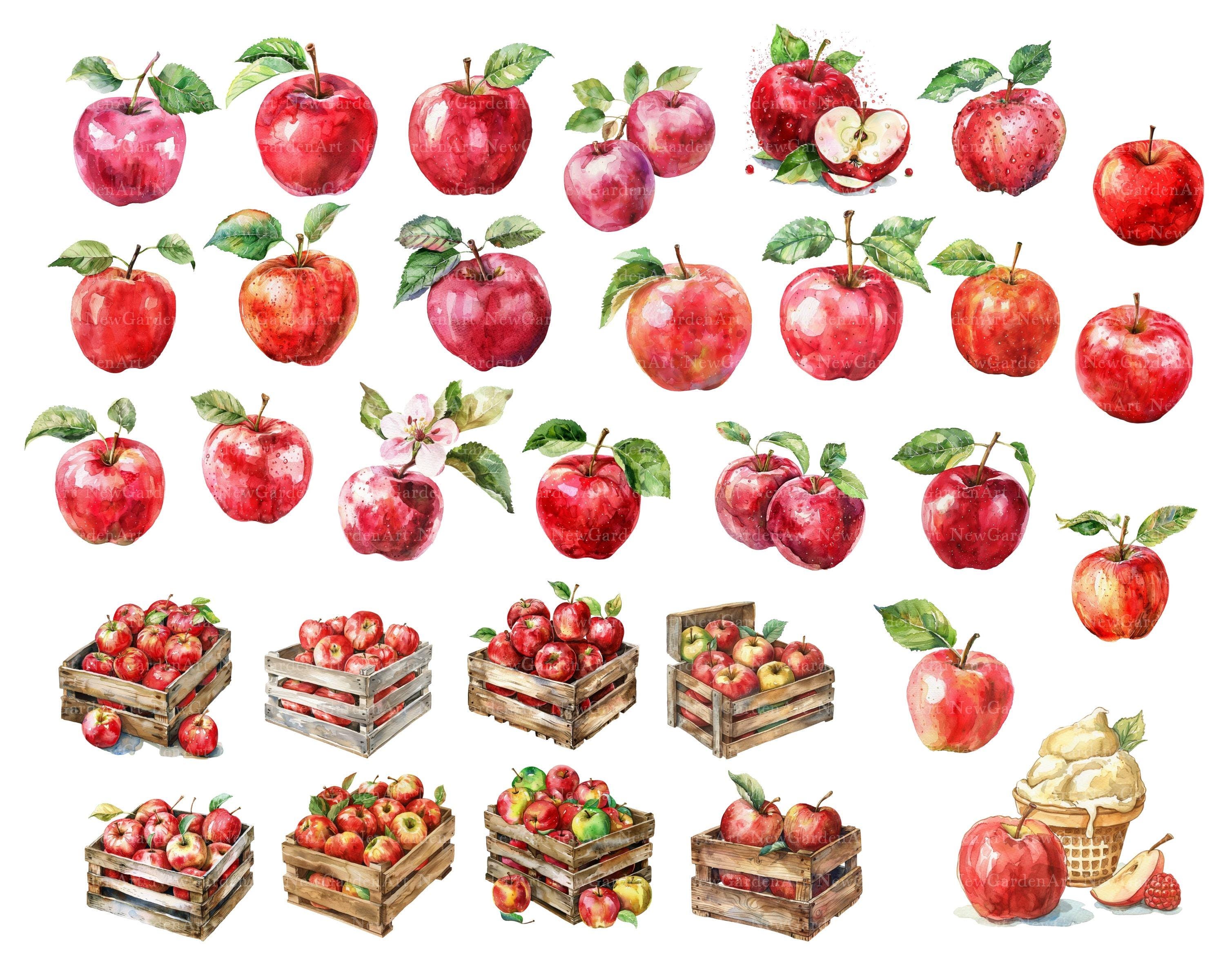 Watercolor Apple Clipart Bundle, Apple Png, Apple Pie Clip Art, Apple ...