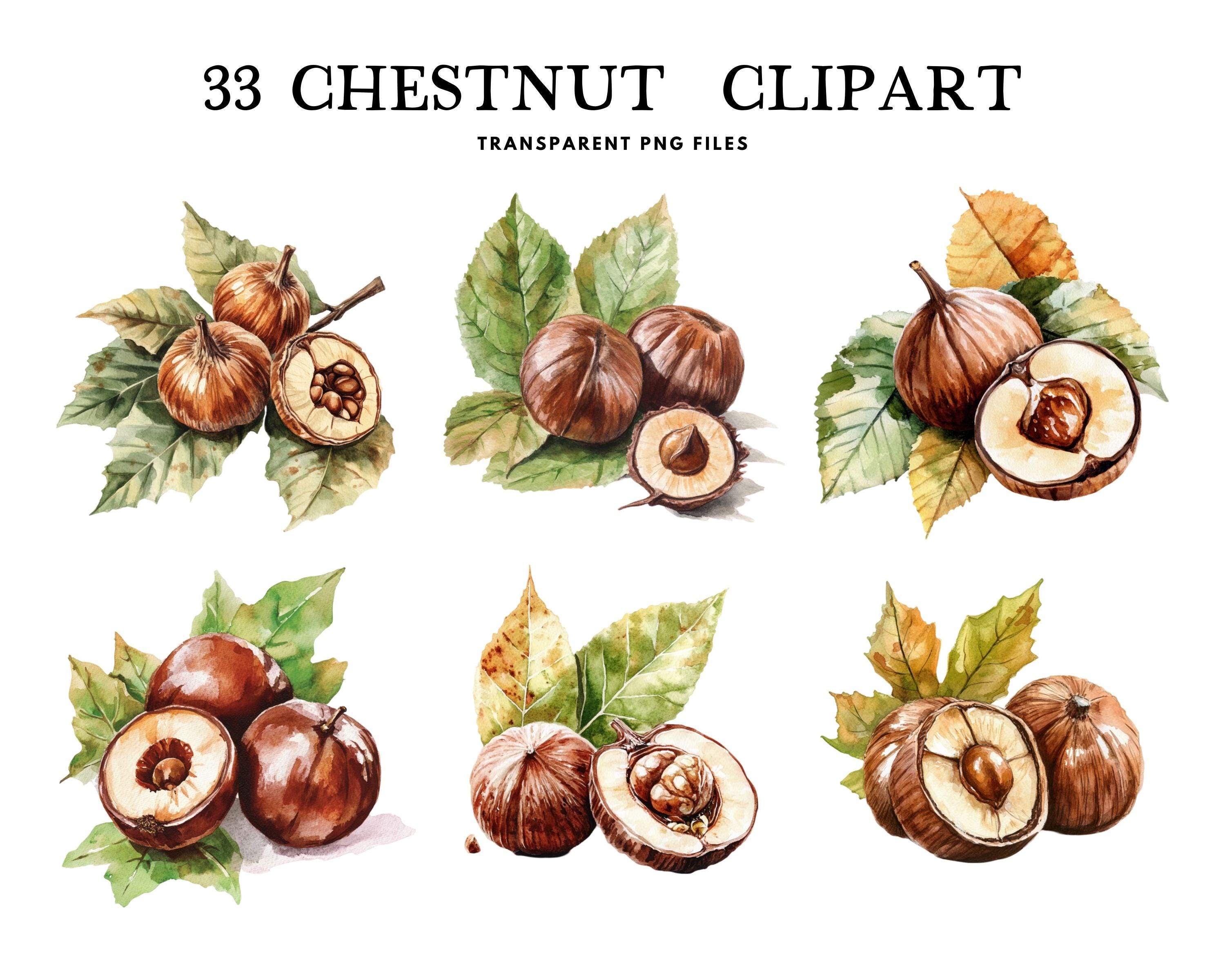 Watercolor Chestnut Clipart, Chestnut Png Bundle, Clip Art ...