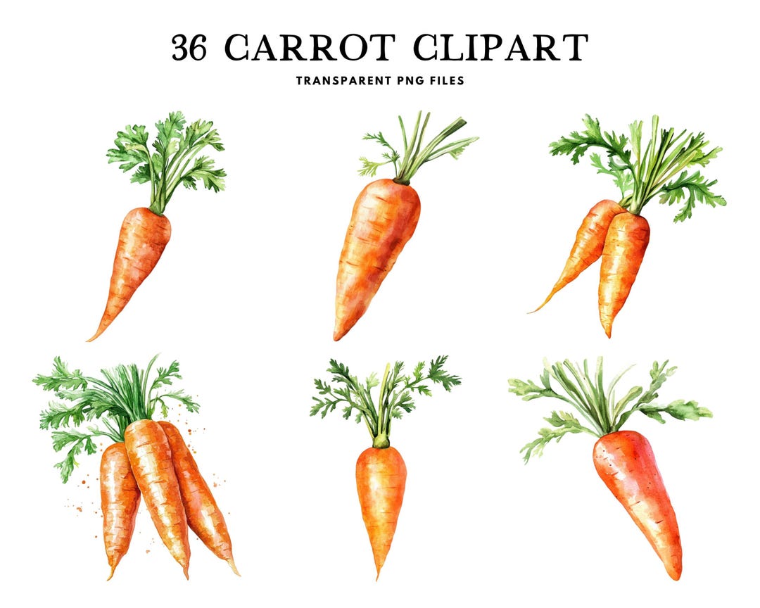 Watercolor Carrot Clipart, Carrot Png Bundle, Vegetable Clip Art ...