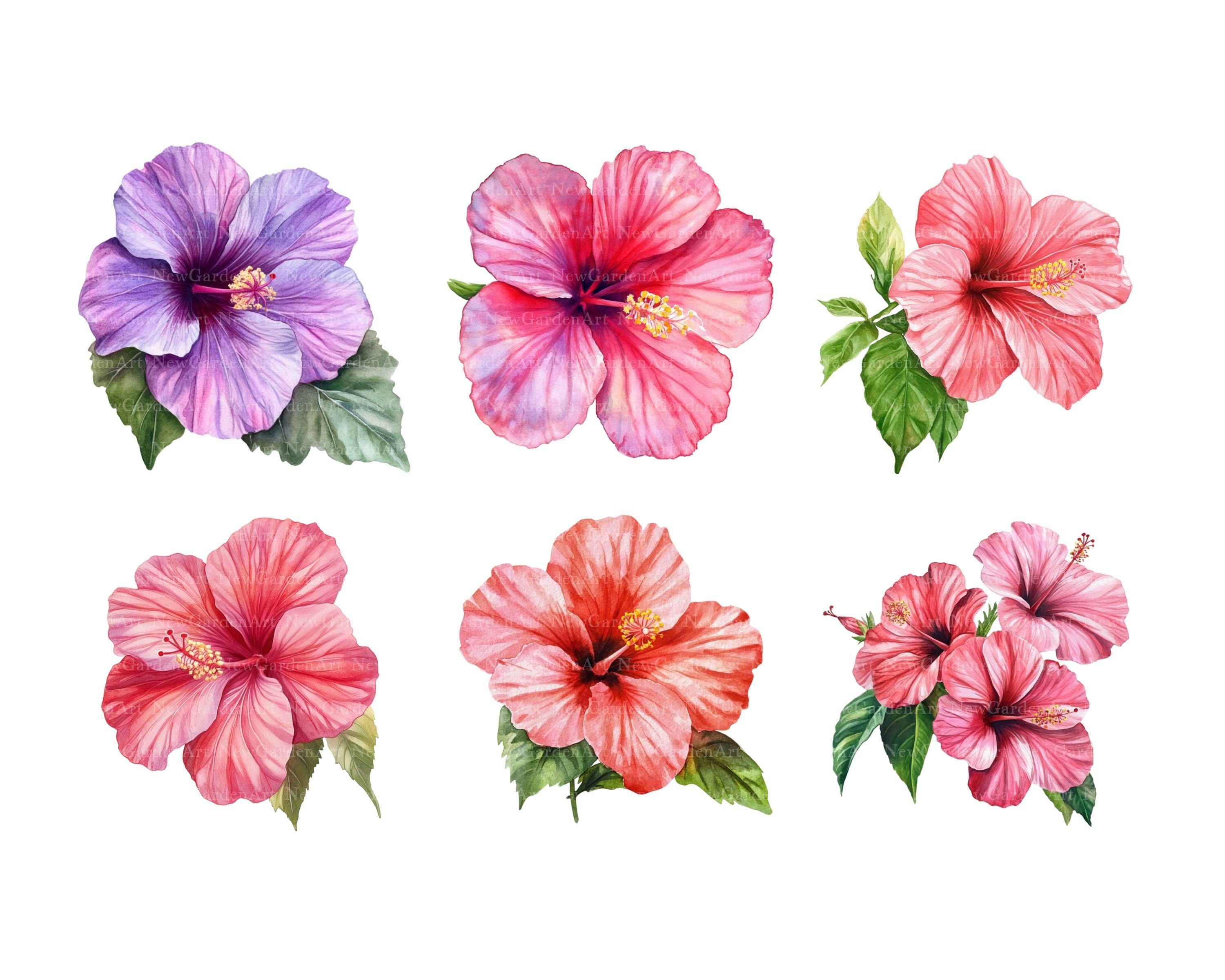 Watercolor Hibiscus Clipart Bundle, Hibiscus Png, Flower Clip Art ...