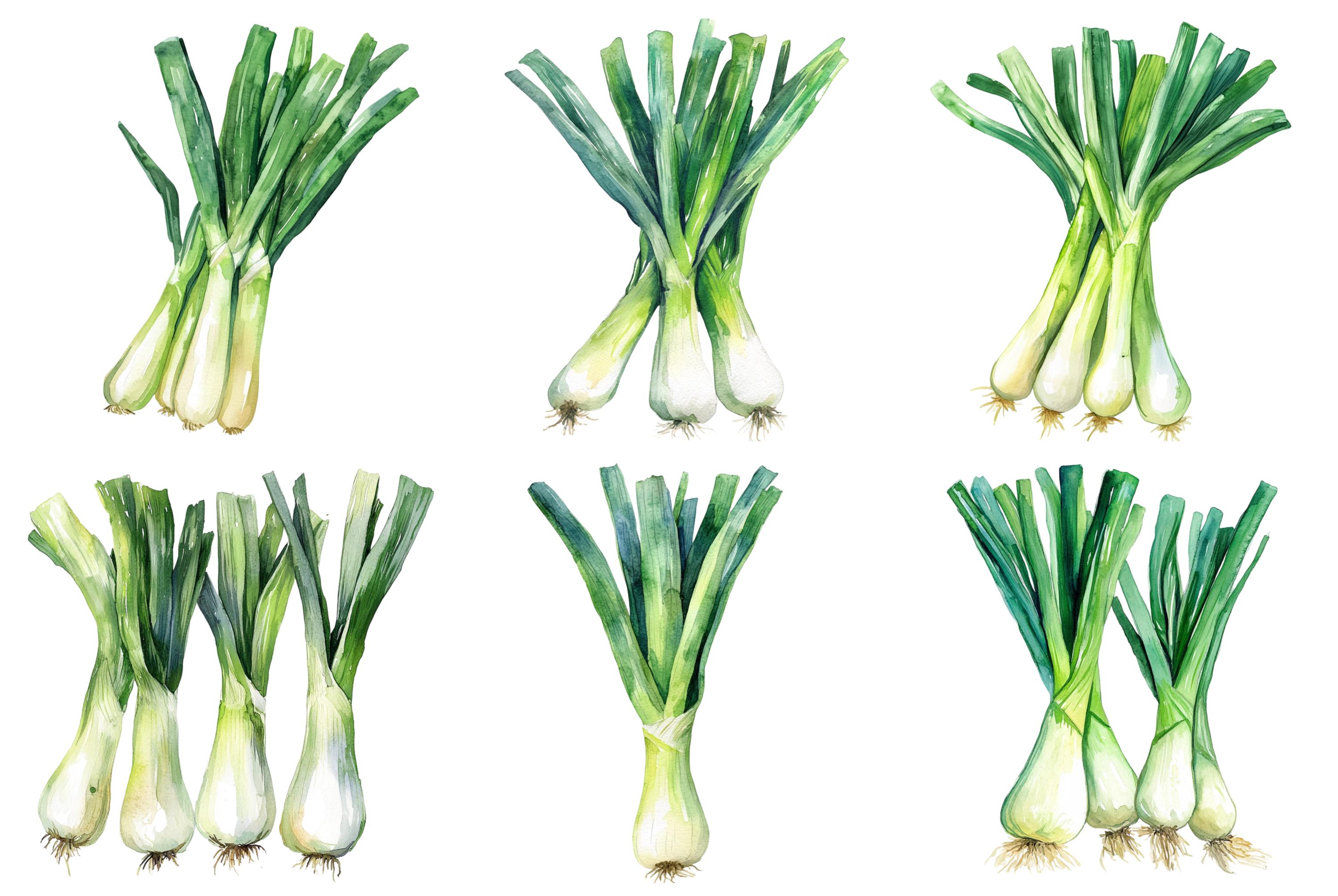Watercolor Leek Clipart, Png Bundle, Vegetable Clip Art, Illustration ...