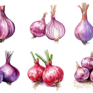 Watercolor Shallot Clipart, Shallot Png Bundle, Vegetable Clip Art ...