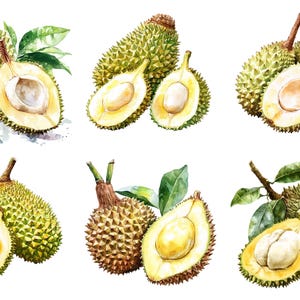 Watercolor Durian Clipart Bundle, Durian Png, Fruit Clip Art ...