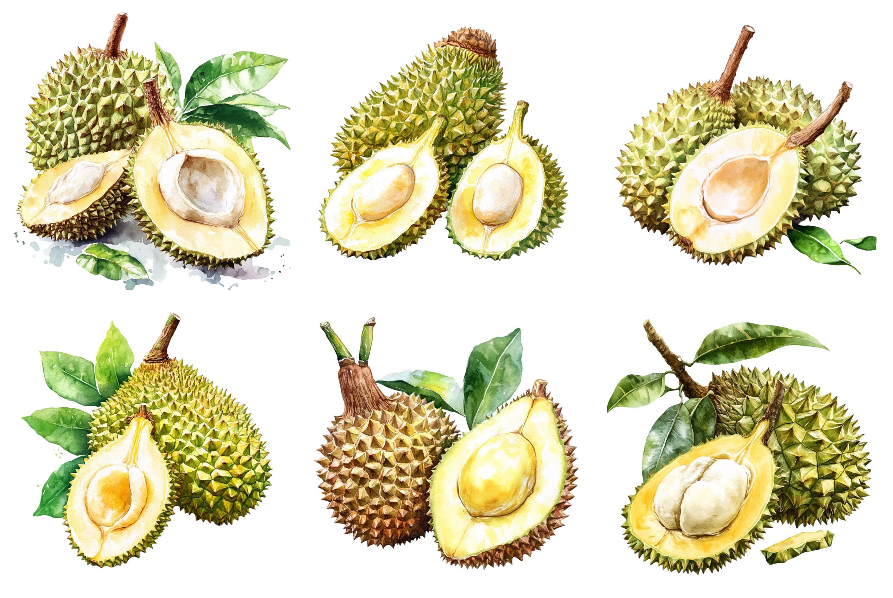 Watercolor Durian Clipart Bundle, Durian Png, Fruit Clip Art ...