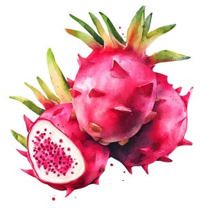 Watercolor Dragon Fruit Clipart Bundle, Dragon Fruit Png, Fruit Clip ...