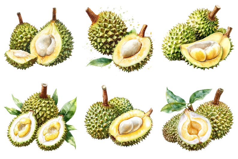 Watercolor Durian Clipart Bundle, Durian Png, Fruit Clip Art ...