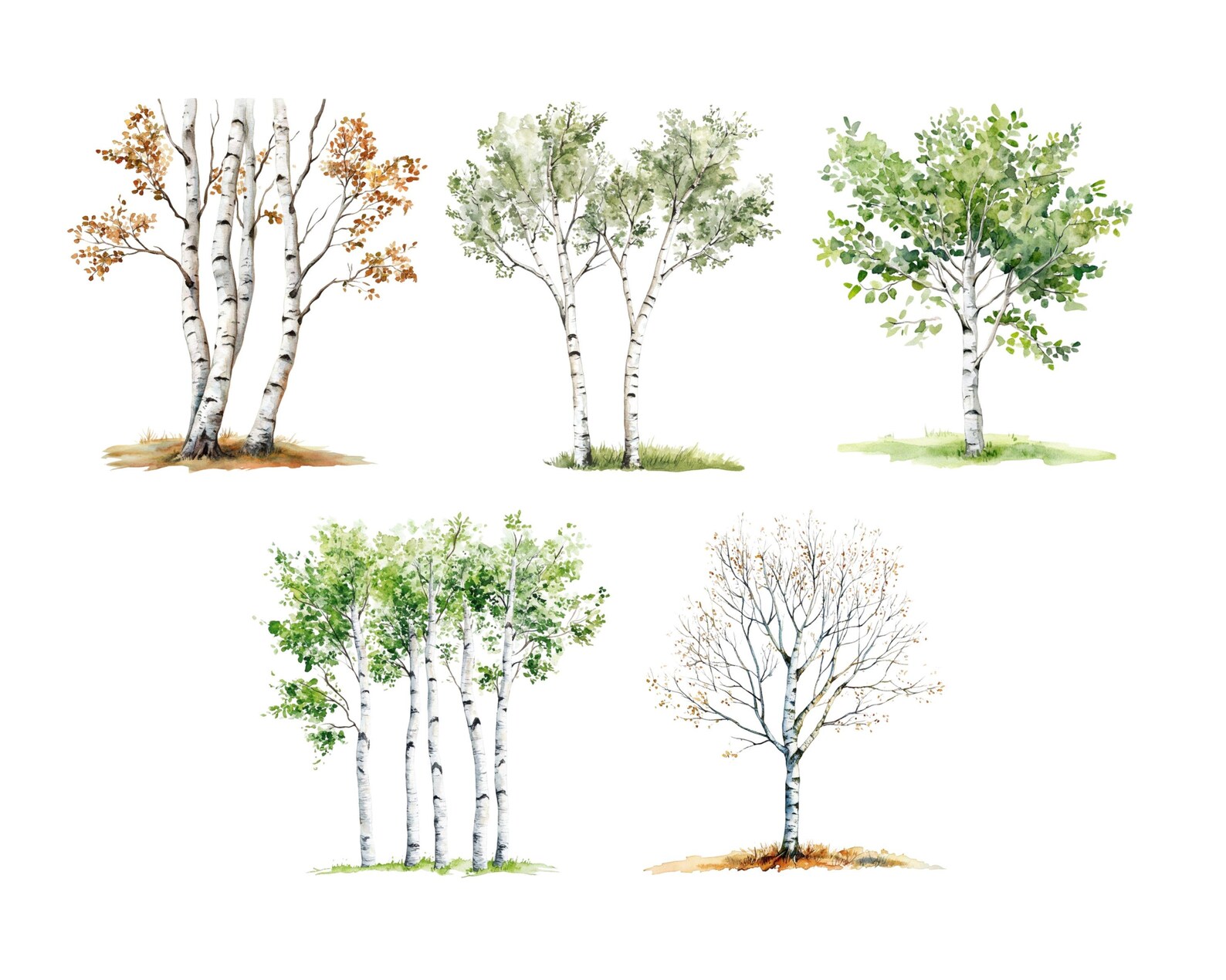 Watercolor Birch Tree Clipart, Birch Tree Png, Birch Tree Clip Art ...