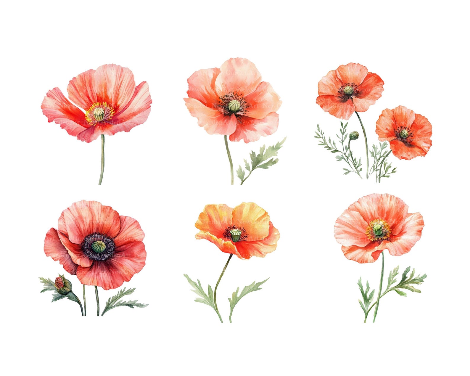 Watercolor Poppy Clipart Bundle, Poppy Png, Flower Clip Art, Floral ...