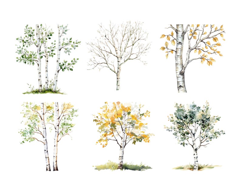 Watercolor Birch Tree Clipart, Birch Tree Png, Birch Tree Clip Art ...
