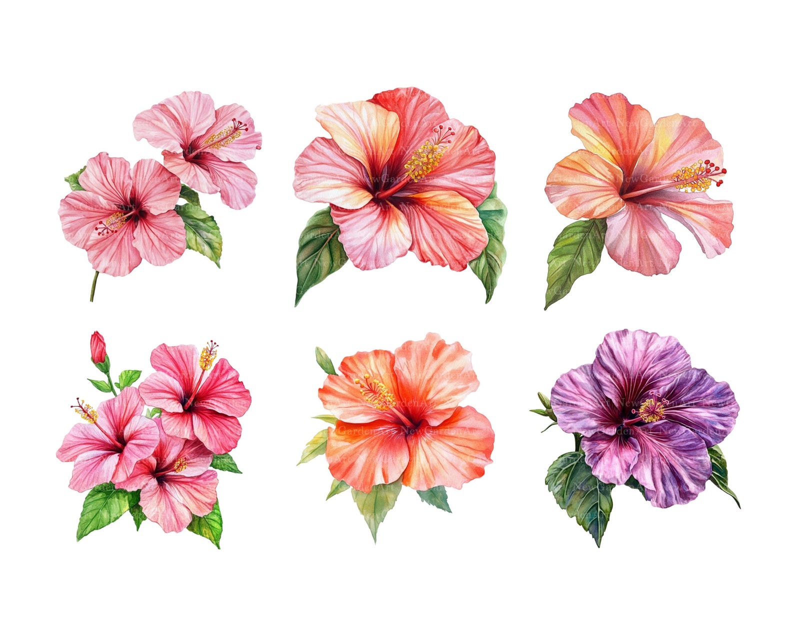 Watercolor Hibiscus Clipart Bundle, Hibiscus Png, Flower Clip Art ...