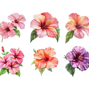 Watercolor Hibiscus Clipart Bundle, Hibiscus Png, Flower Clip Art ...