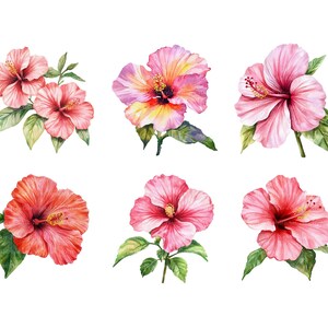 Watercolor Hibiscus Clipart Bundle, Hibiscus Png, Flower Clip Art ...
