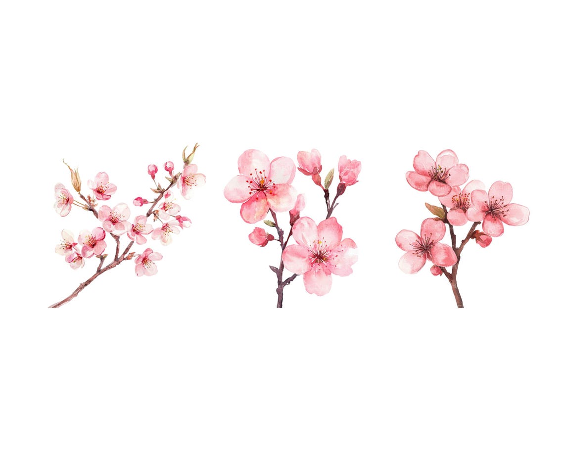 Watercolor Cherry Blossom Clipart Bundle, Cherry Blossom Png, Flower ...