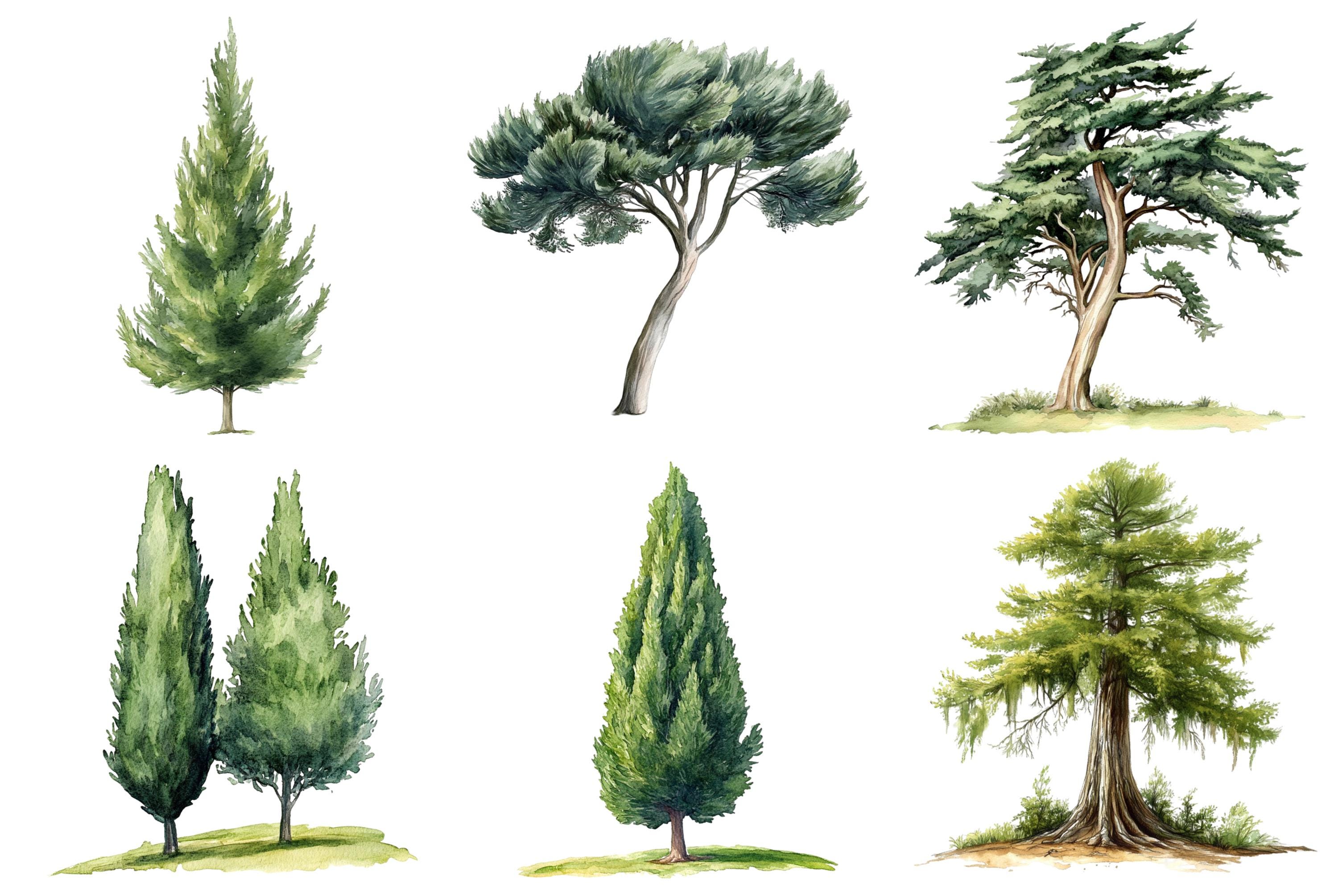Watercolor Cypress Tree Clipart Bundle, Cypress Tree Png, Cypress Clip ...