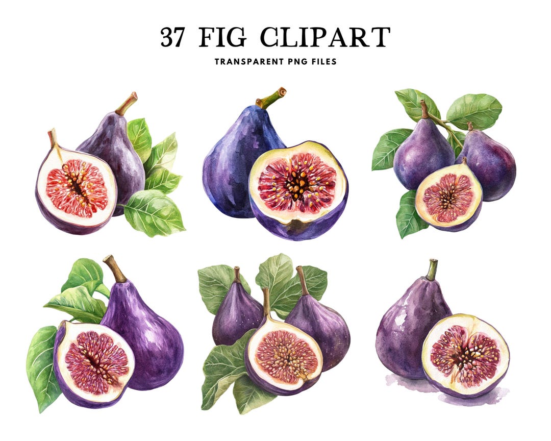 Watercolor Fig Clipart, Fig Png Bundle, Fruit Clip Art, Illustration ...