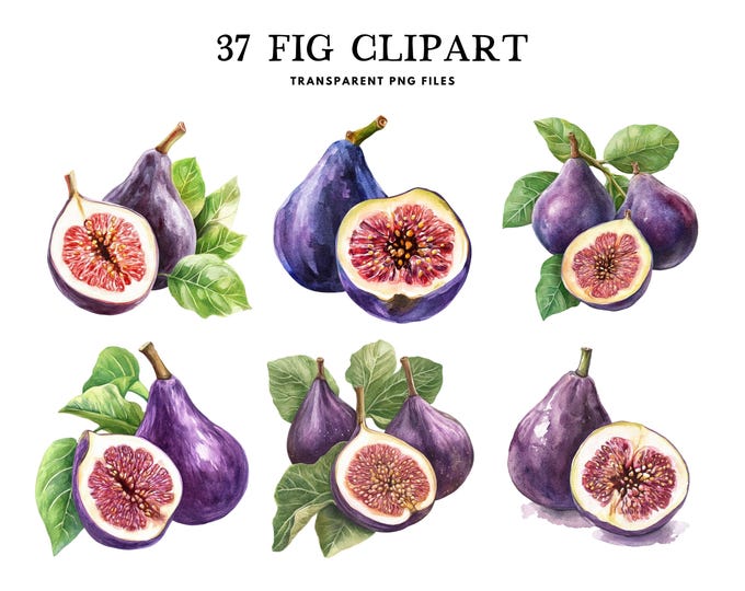 Watercolor Fig Clipart: Fruit Images for Crafts (JPG Digital Download ...