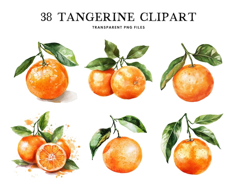 Watercolor Tangerine Clipart, Png Bundle, Fruit Clip Art, Illustration ...