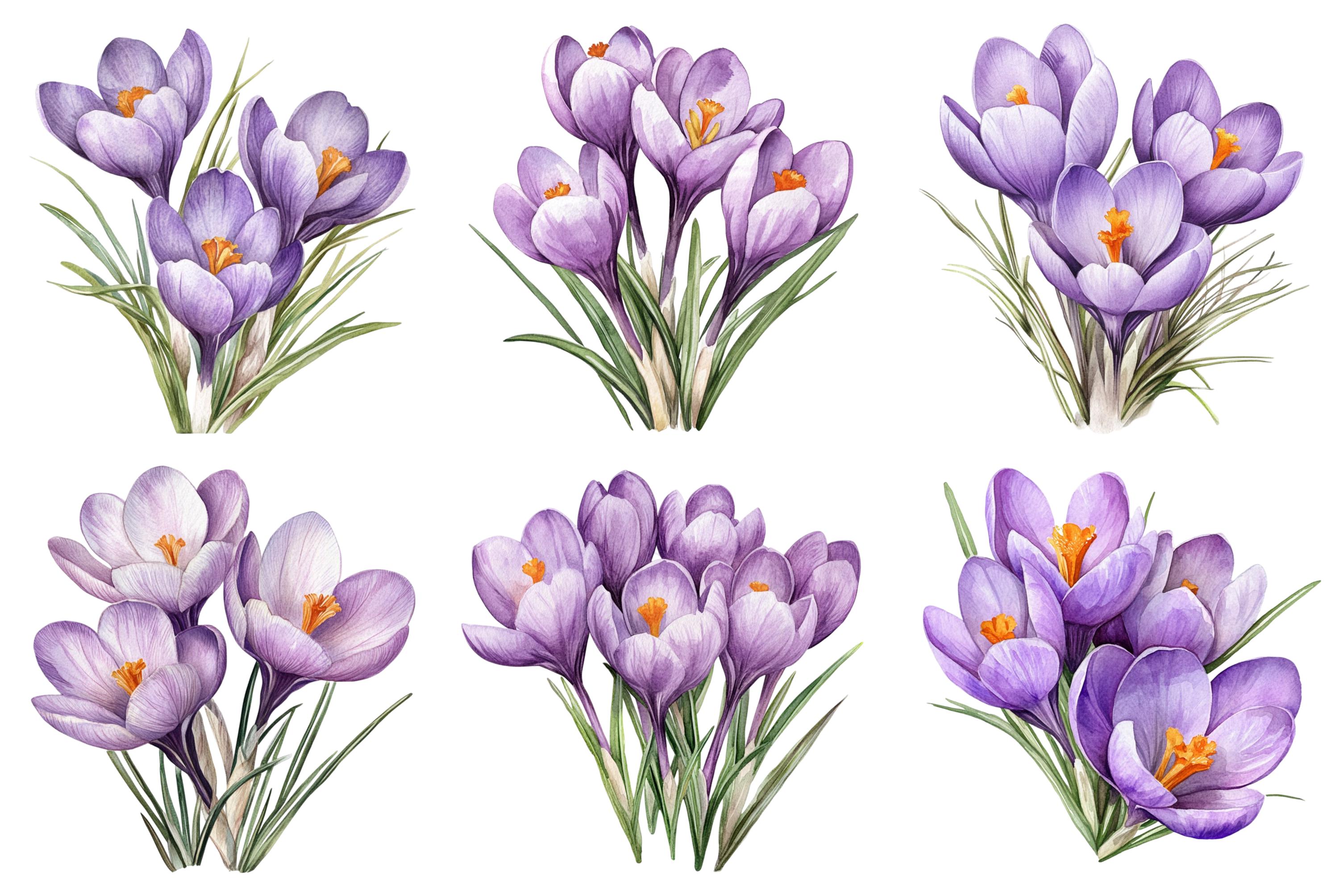 Watercolor Crocus Clipart Bundle, Crocus Png, Crocus Flower Clip Art ...