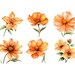 Watercolor Orange Flower Clipart Bundle, Orange Flower Png, Floral Clip ...