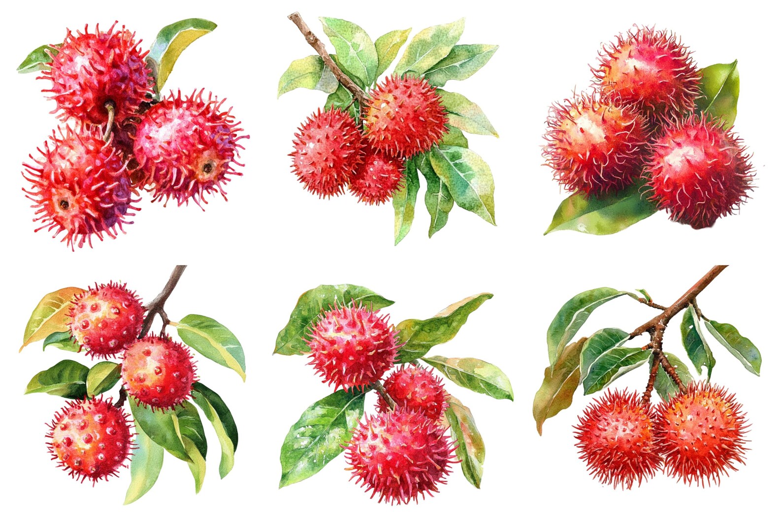 Watercolor Rambutan Clipart, Png Bundle, Fruit Clip Art, Illustration ...